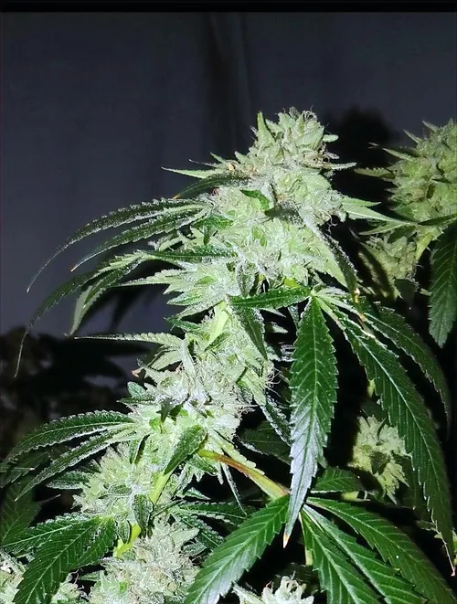 Josh Key OG - Umami Seed Co - California Cannabis Seeds