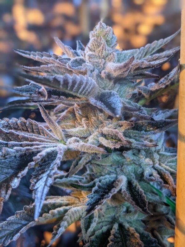 Zeorgia - Umami Seed Co - California Cannabis Seeds