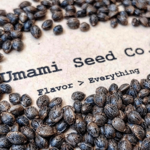 Home - Umami Seed Co™